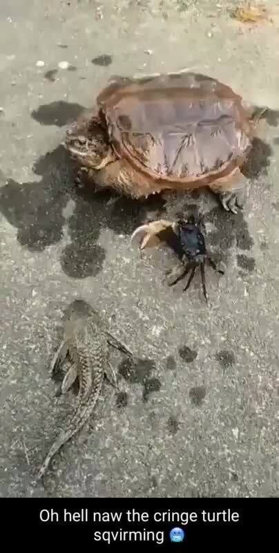 Oh hell naw the cringe turtle - iFunny