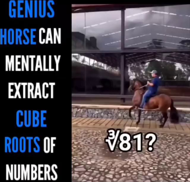GENIUS HORSE CAN MENTALLY EXTRACT CUBE ROOTS OF NUMBERS - iFunny