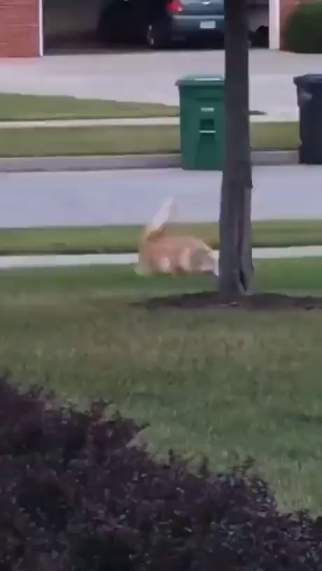 Video memes 99bS5Cpg9 by drab_video_slippery_2021 - iFunny