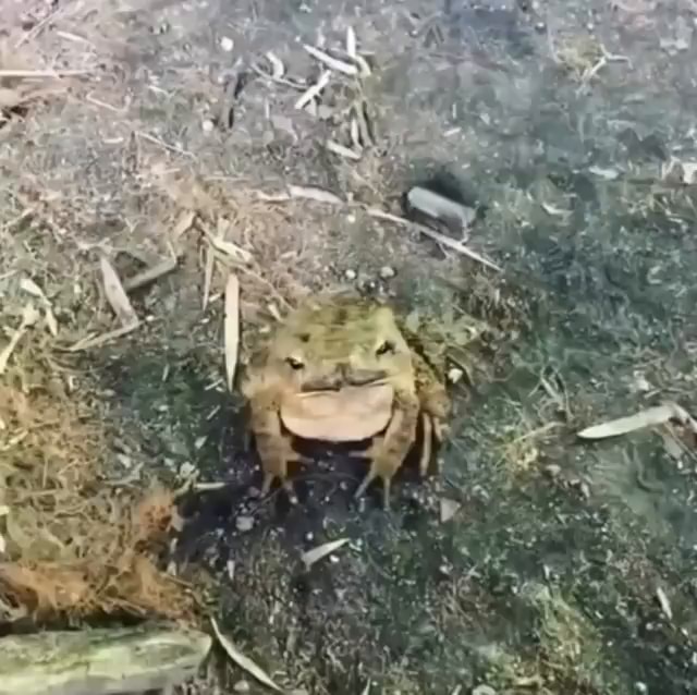 Video memes cfB5AEv1B by friggin_frog: 14 comments - iFunny