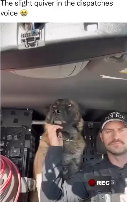 The he slight quiver in the dispatches voice REC - iFunny