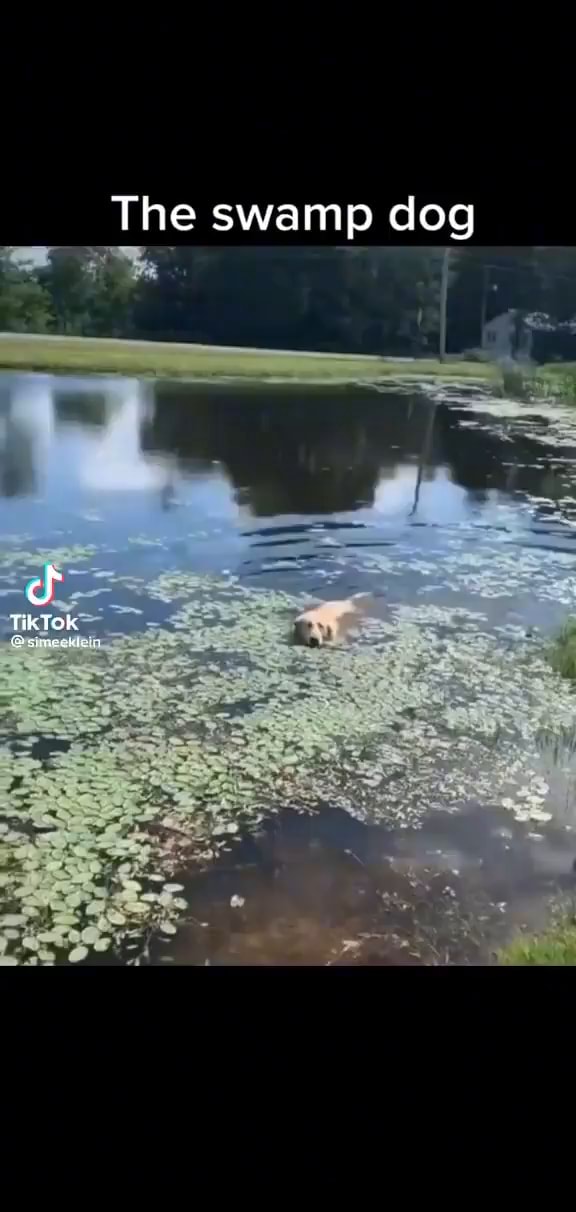 The swamp dog Tik - iFunny
