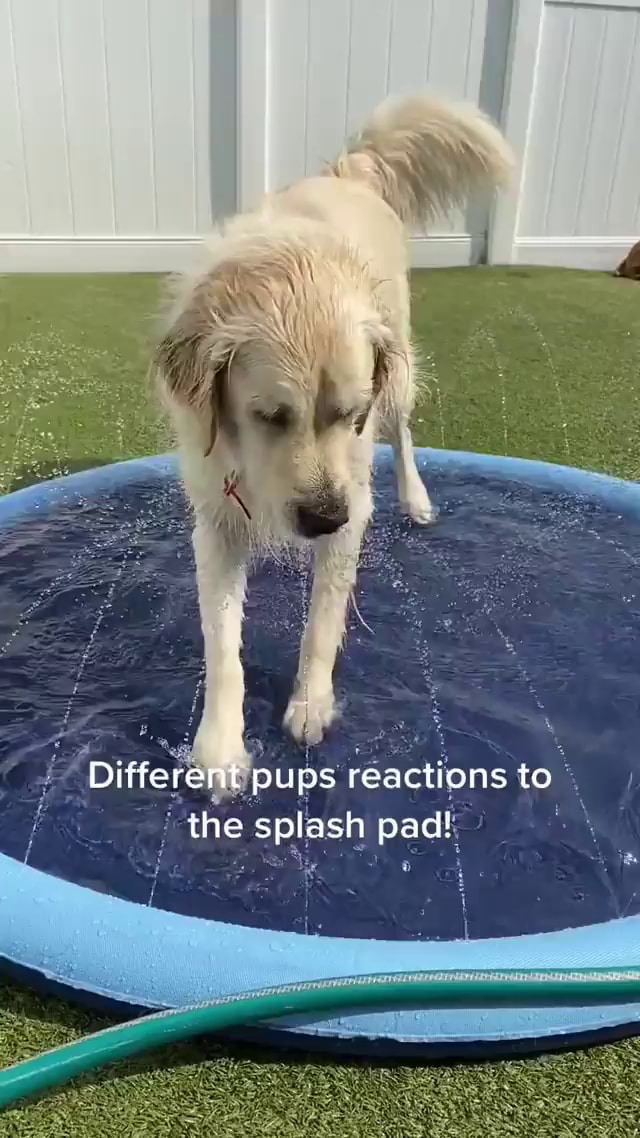 Different pups reactions to the splash pad! - iFunny