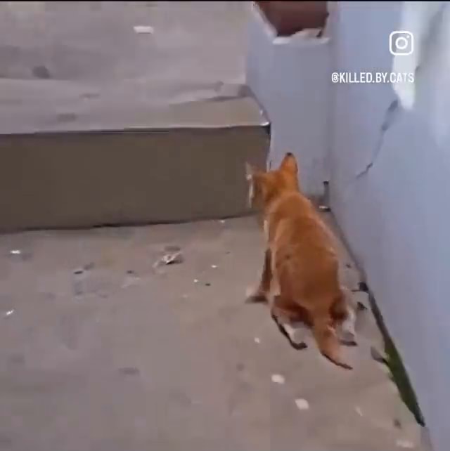 Video memes GHePG4s8B by Chudson: 235 comments - iFunny