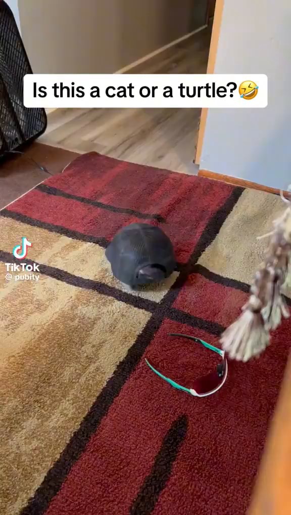 Is this a cat or a turtle? Tik Tok - iFunny