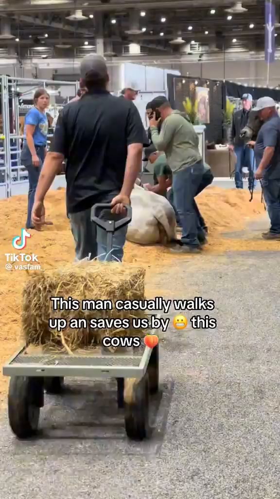 Tik Tok This man casually walks up an saves us by - this cows - iFunny
