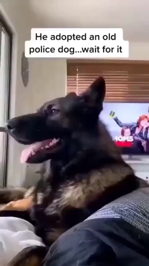 He knows - He adopted an old police dog...wait for it - iFunny