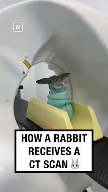 HOW A RABBIT RECEIVES A CT SCAN - iFunny