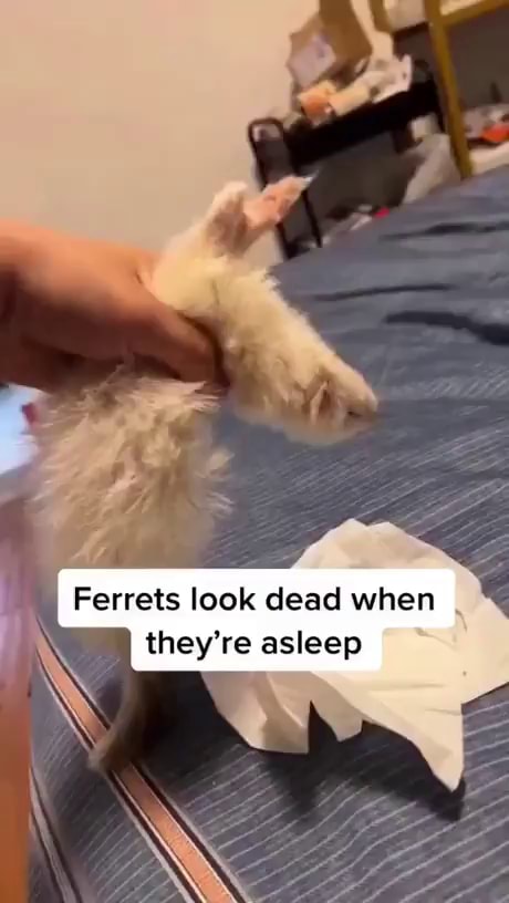 Ferrets look dead when they're asleep - iFunny
