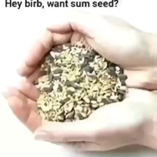 Hey birb, want sum seed? DD) - iFunny