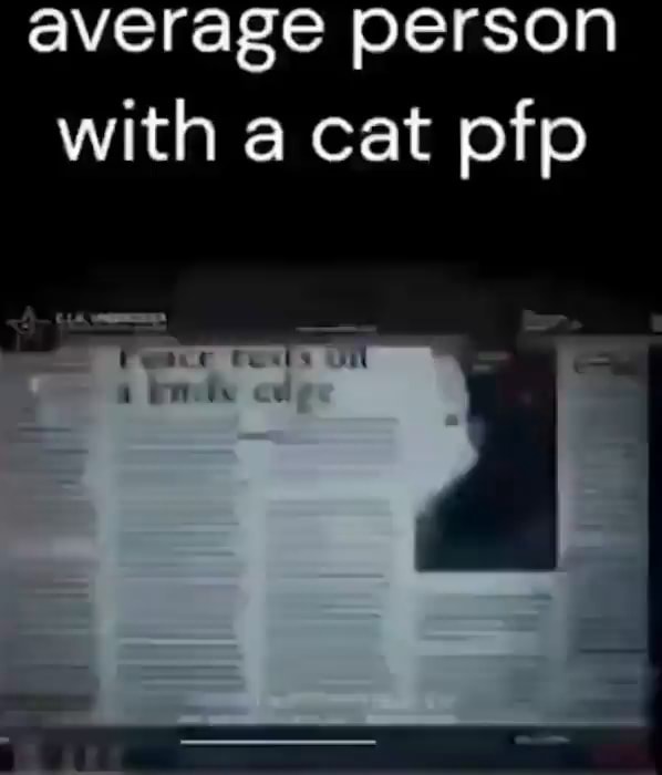 Average person with a cat pfp - iFunny