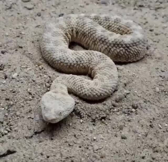 Cerastes vipera (aka) Saharan Sand Viper. Native to northern Africa and ...