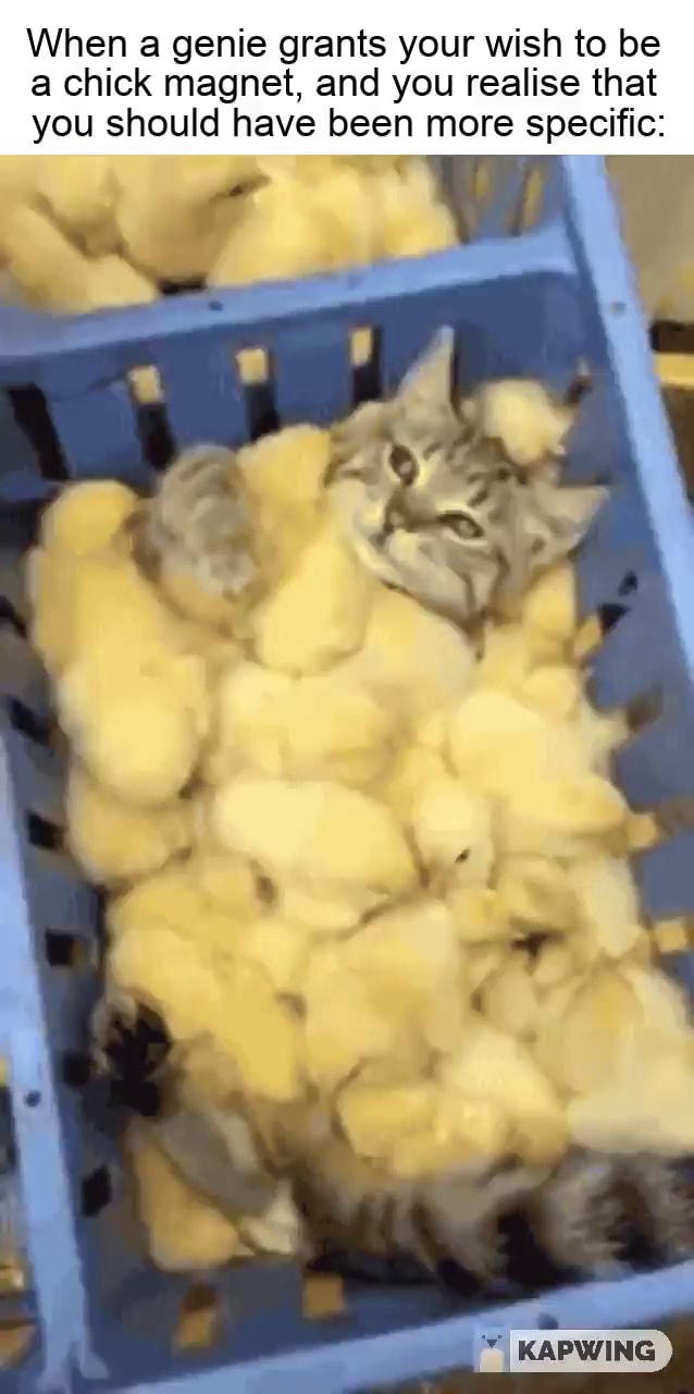 When a genie grants your wish to be a chick magnet, and you realise ...