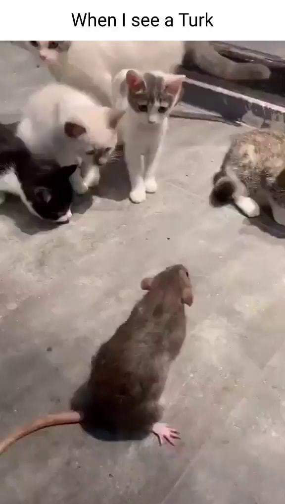 When I see a Turk - iFunny