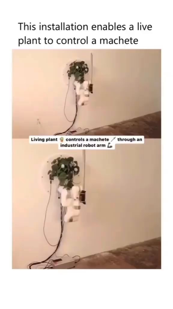 This installation enables a live plant to control a machete Living ...
