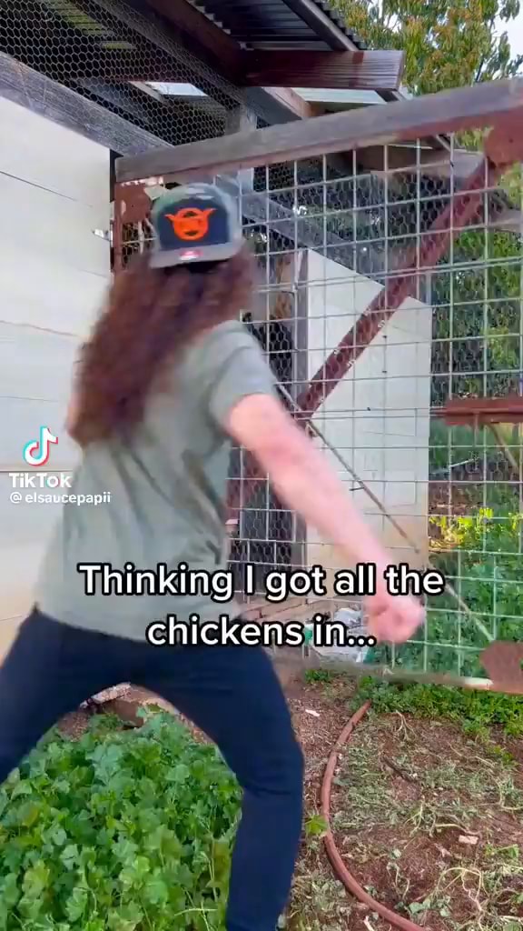 TikTok Thinking got all the chickens in... - iFunny