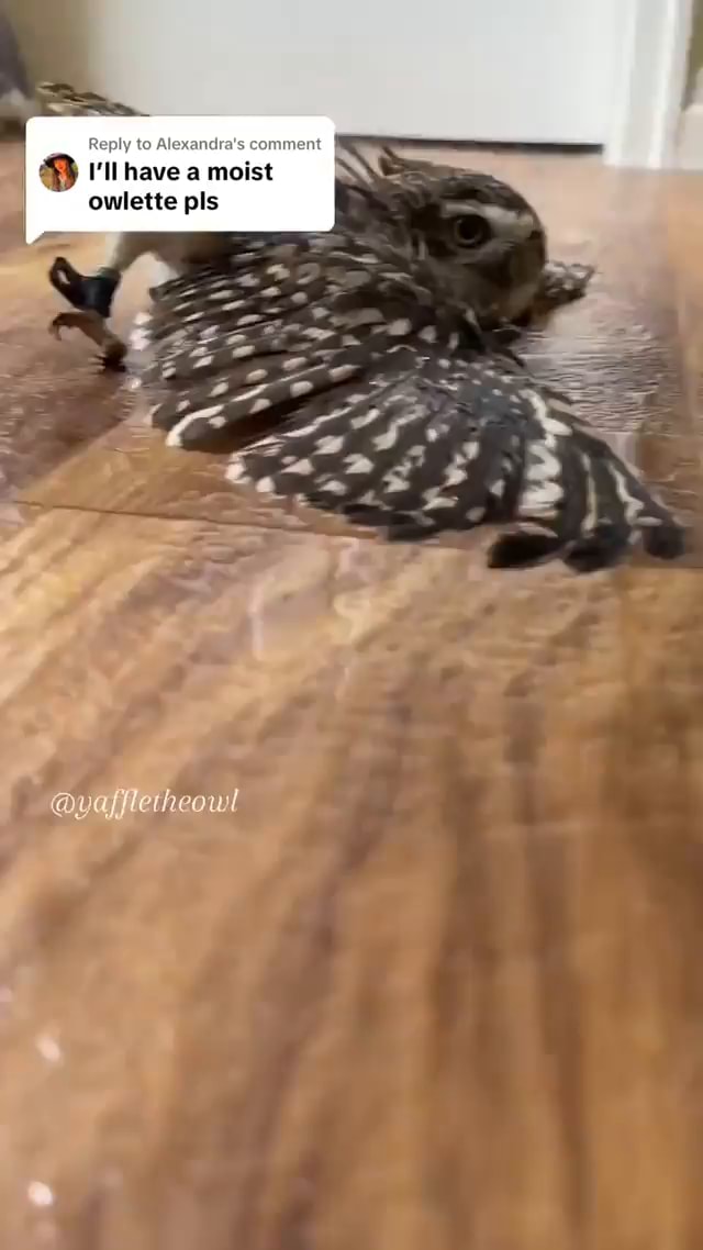 To I'll have a moist owlette pis va - iFunny