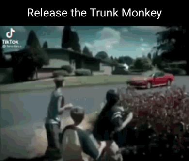 Release the Trunk Monkey - America’s best pics and videos