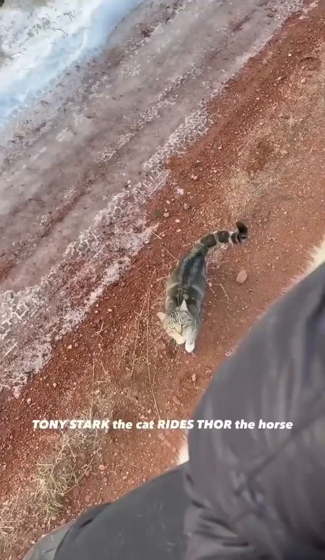 TONY STARK the cat THOR the horse - iFunny