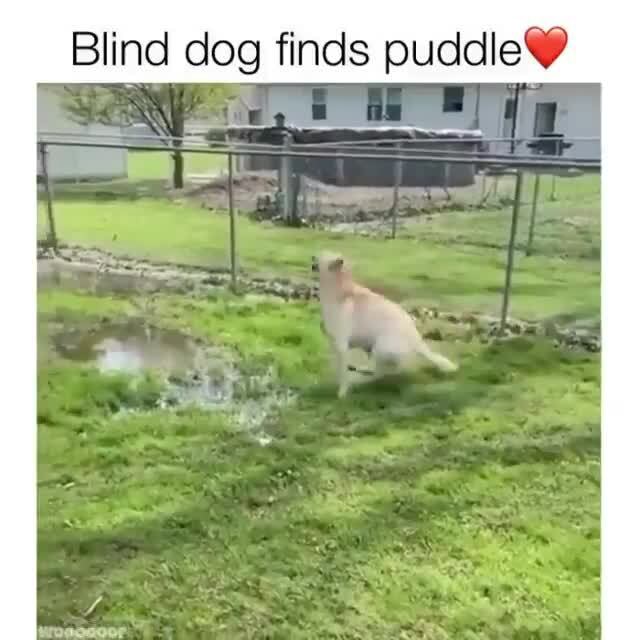 Dog Memes & Videos🐶🐾 - Blind dog finds puddle - iFunny