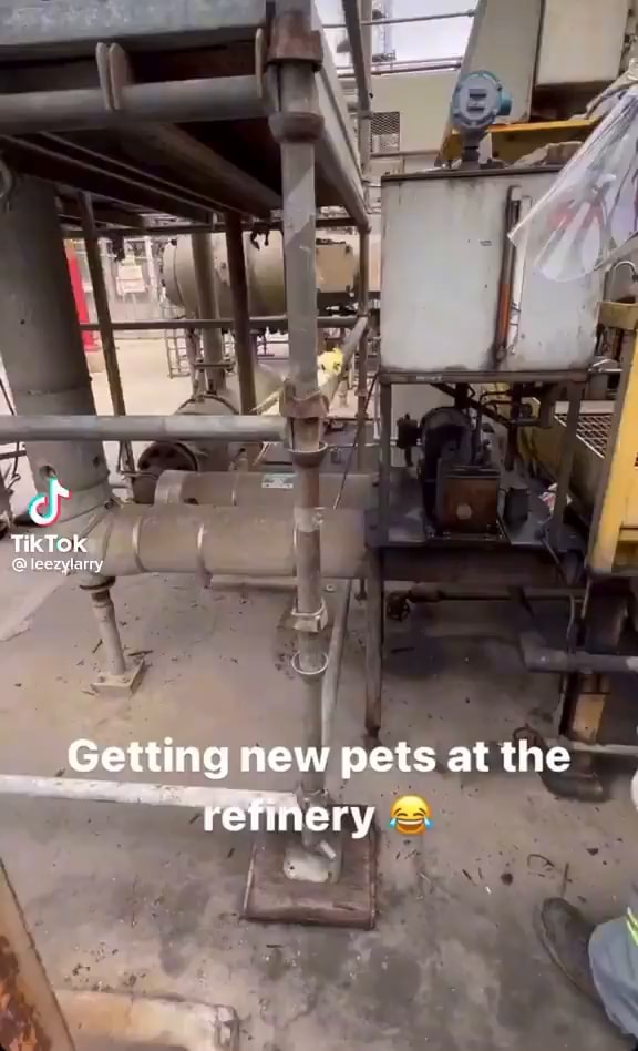 I cf TikTok Getting new pets at the refinery - iFunny