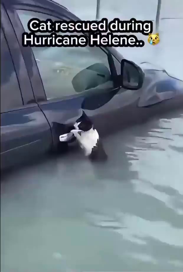 Cat rescued during Hurricane Helene.. - iFunny