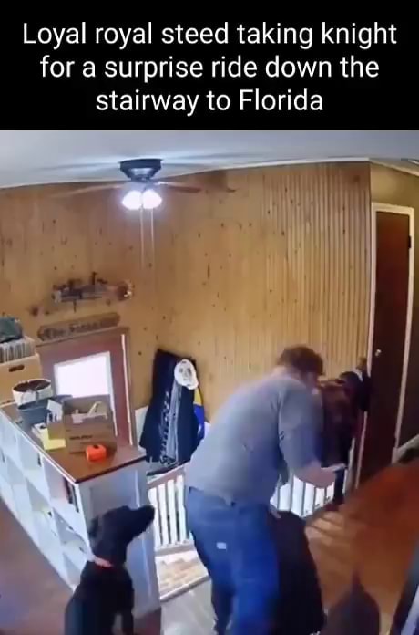 Loyal royal steed taking knight for a surprise ride down the stairway ...