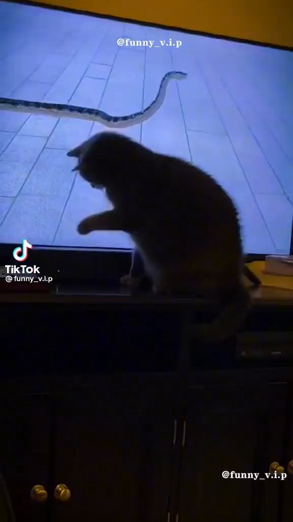 TikTok "funny vip funny vip - iFunny