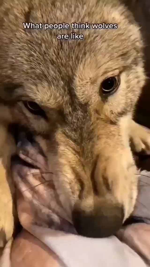 Video memes PsWLF35LA by THE_PSYCHO_WOLF_: 3 comments - iFunny