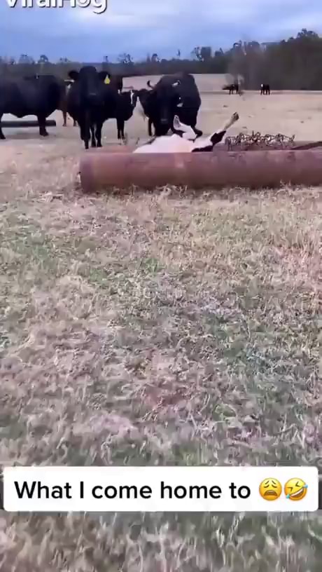 What come home to - iFunny
