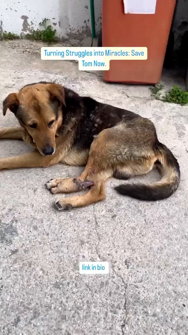 In the midst of adversity meet Tom a dog who faced the cruelty of being ...