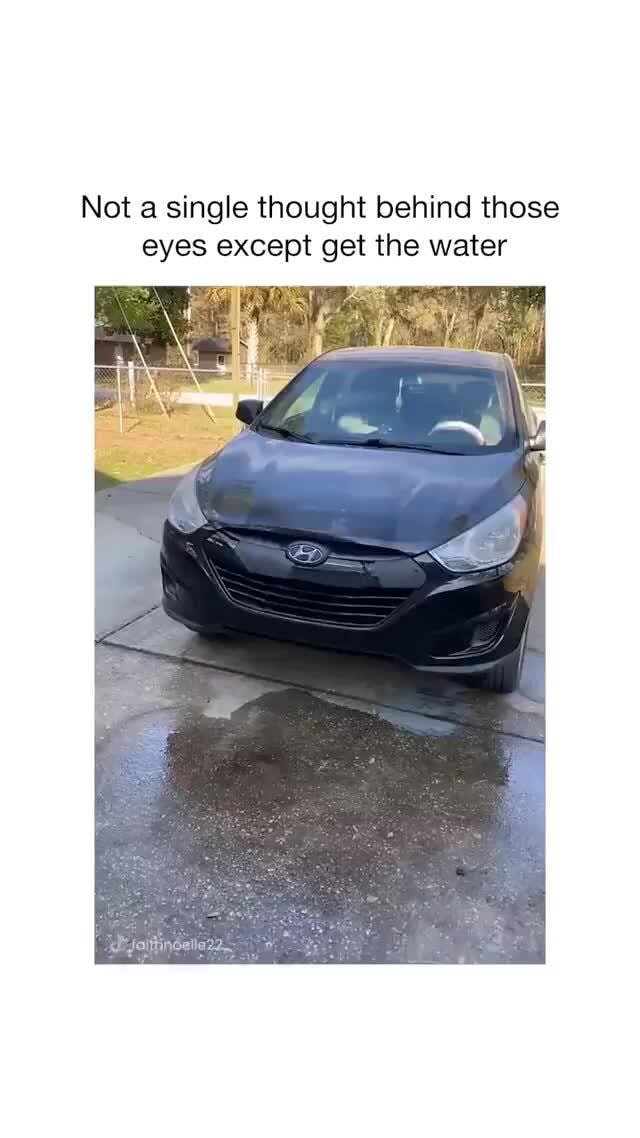 Not a single thought behind those eyes except get the water - iFunny