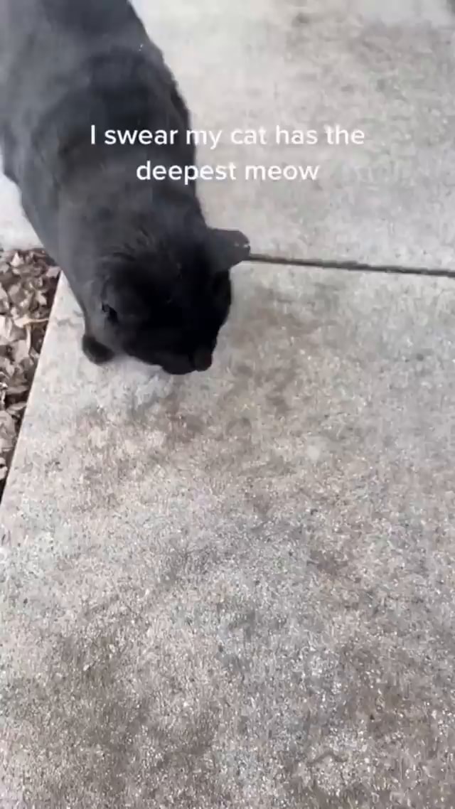 Swear my cat has the deepest meow - iFunny