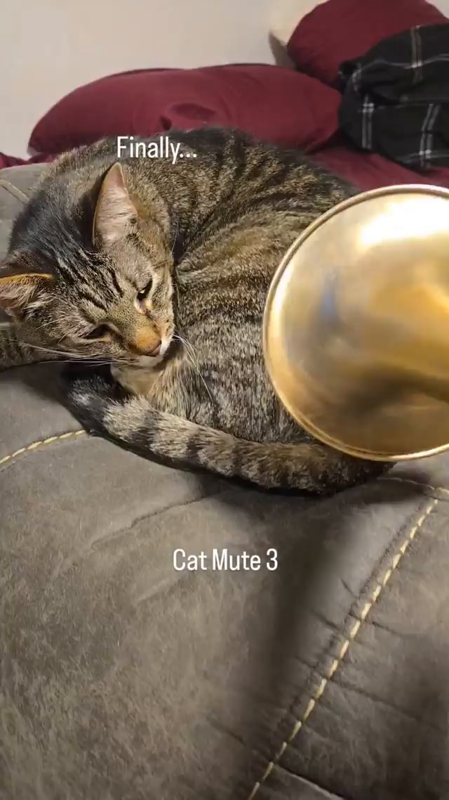 Finally... Cat Mute 3 - iFunny