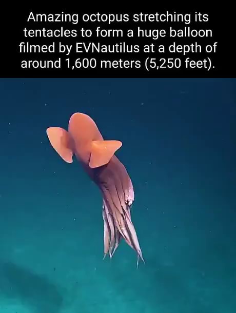 Amazing octopus stretching its tentacles to form a huge balloon filmed ...