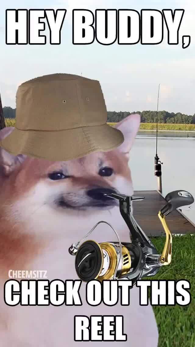 Cheemsitz on Instagram: thanks for sharing cheebs • • • • #cheems # ...