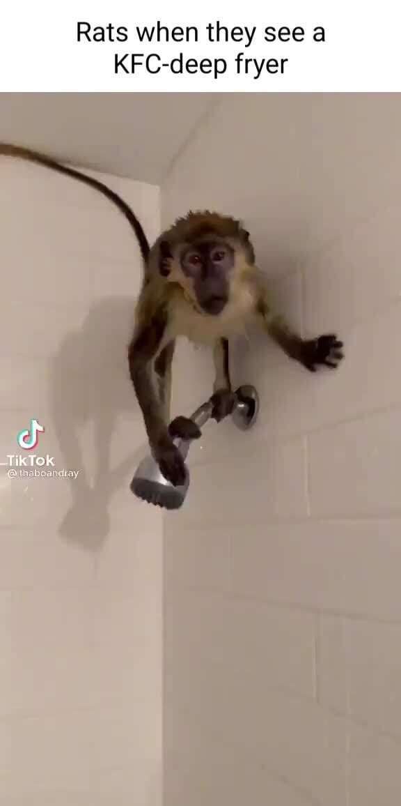 Rats when they see a KFC-deep fryer - iFunny