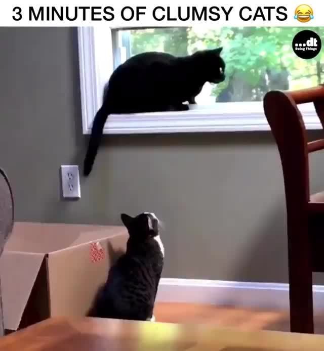 3 MINUTES OF CLUMSY CATS 12-15“ - iFunny