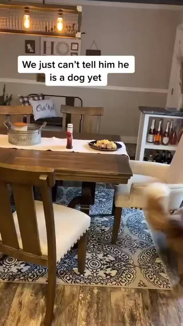 We just can't tell him he is dog yet - iFunny