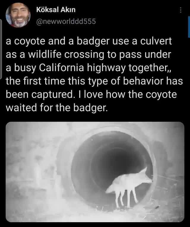 Koksal Akin a coyote and a badger use a culvert as a wildlife crossing ...