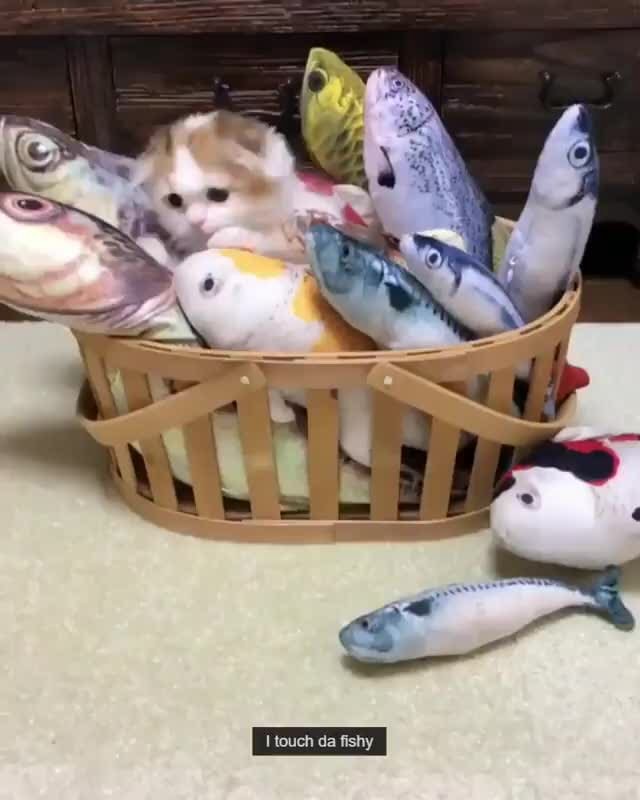 Touch da fishy - iFunny