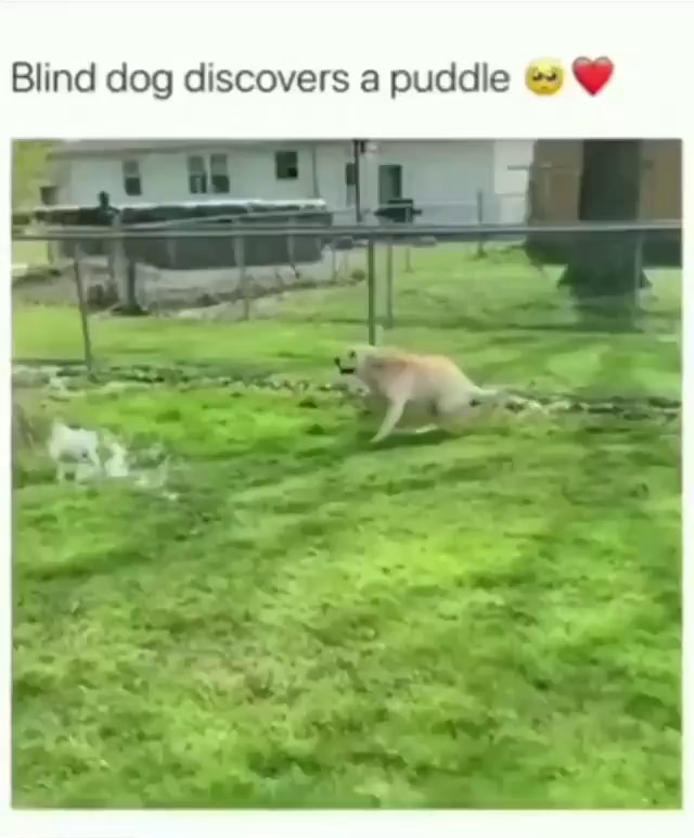 Blind dog discovers a puddle - iFunny