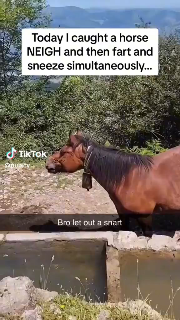 Today I caught a horse NEIGH and then fart and sneeze simultaneously ...