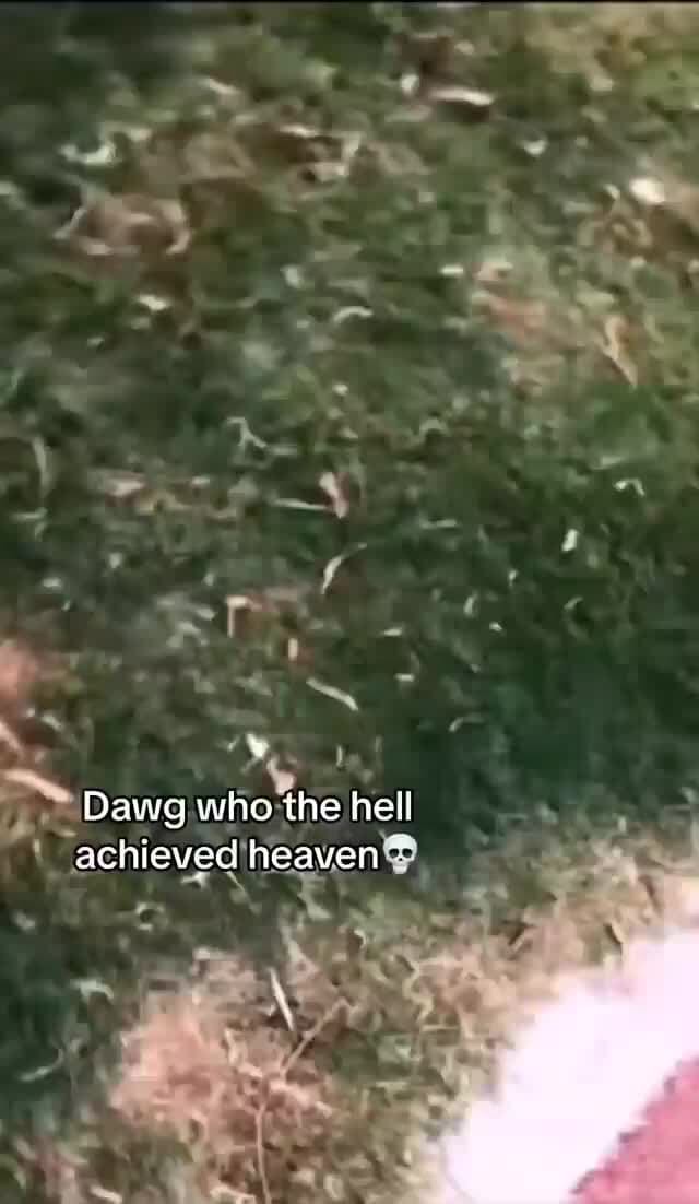 Dawg who the hell achieved heaven - iFunny