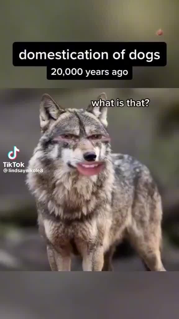 Domestication of dogs 20,000 years ago I what is that? TikTok - iFunny