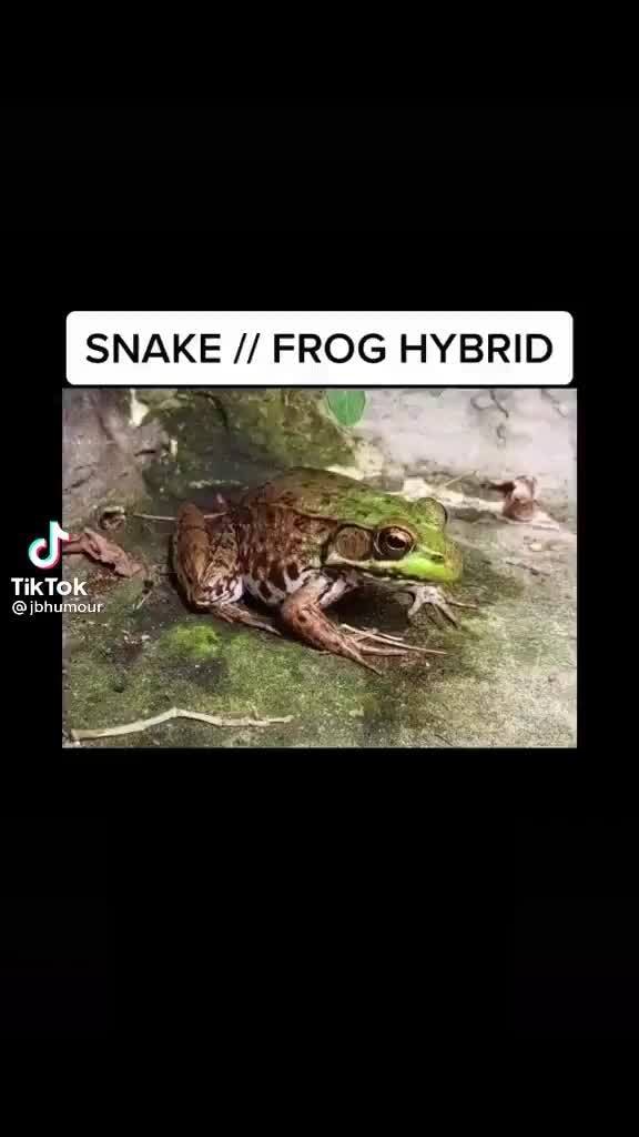 SNAKE FROG HYBRID cf TikTOk - iFunny