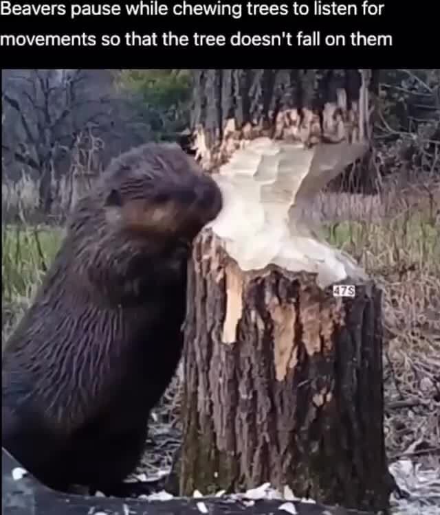 Beavers pause while chewing trees to listen for movements so that the ...