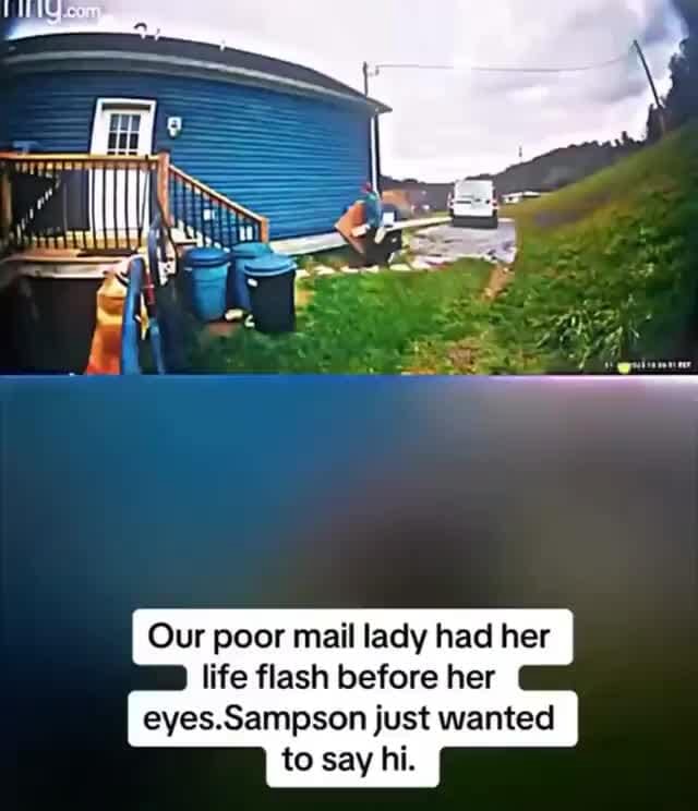 Our poor mail lady had her life flash before her eyes. Sampson just wanted to say hi. - iFunny
