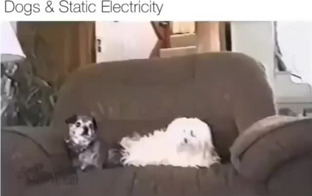Dogs & Static Electricity - iFunny