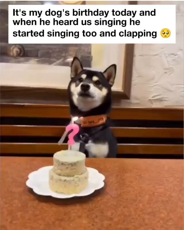 It's my dog's birthday today and when he heard us singing he started ...